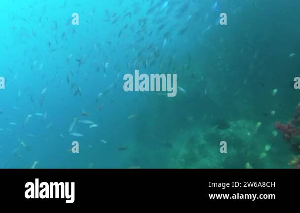 Underwater Swimming Near Coral Garden With Tropical Fish In Kri Island ...