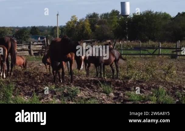 Horse farm breeding and animal husbandry. 4K Slow motion video of ...