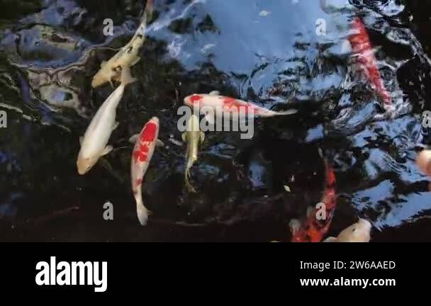 A slow-motion video of variety colors and sizes of koi fish inside a ...