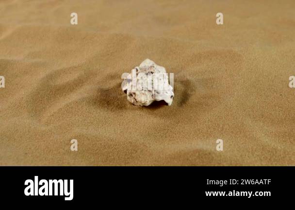 Desert seashells Stock Videos & Footage - HD and 4K Video Clips - Alamy
