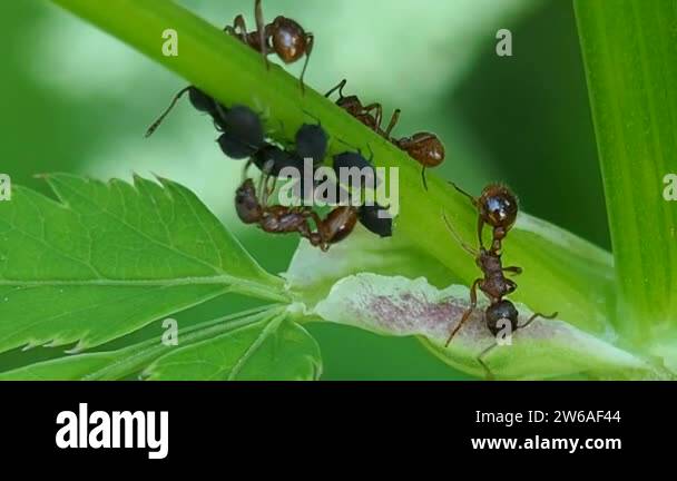 Ant farm on the stem of the flower. Insects and their family are ...