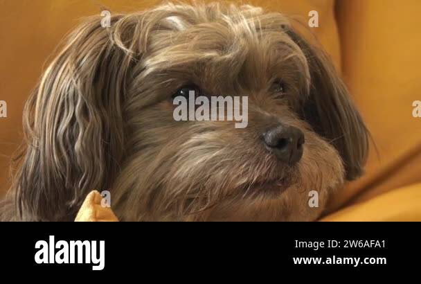 Havana silk dog Stock Videos & Footage - HD and 4K Video Clips - Alamy