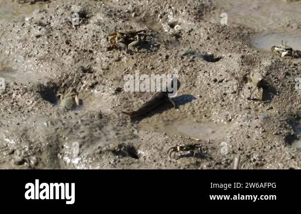 Mangrove mudskipper Stock Videos & Footage - HD and 4K Video Clips - Alamy