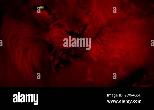 Tearing lion Stock Videos & Footage - HD and 4K Video Clips - Alamy