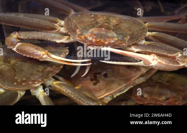 Most expensive crab Stock Videos & Footage - HD and 4K Video Clips - Alamy