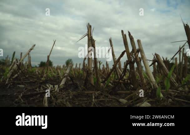 Devastated environment Stock Videos & Footage - HD and 4K Video Clips ...