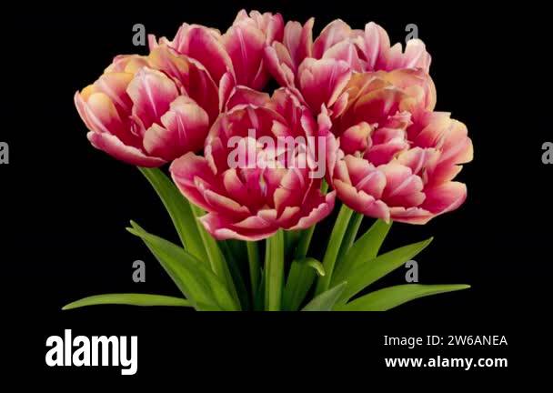 Seven terry tulips burgundy color. Isolated on black background. Time ...