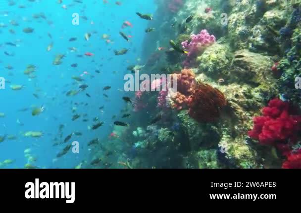 Underwater View Of Colorful Coral Garden With Tropical Fish In Kri ...