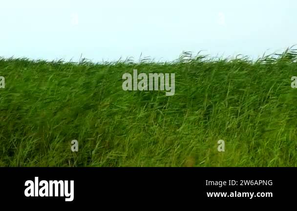 Reed in pond Stock Videos & Footage - HD and 4K Video Clips - Alamy