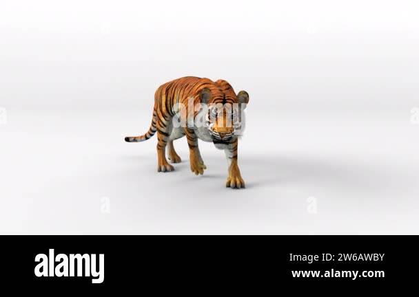 Tiger leaping animal Stock Videos & Footage - HD and 4K Video Clips - Alamy