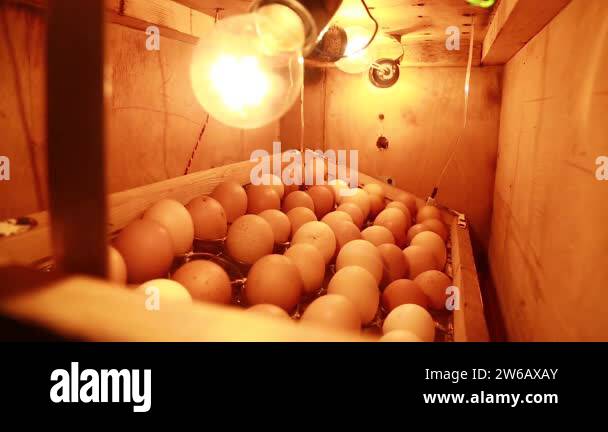 Incubating the eggs Stock Videos & Footage - HD and 4K Video Clips - Alamy