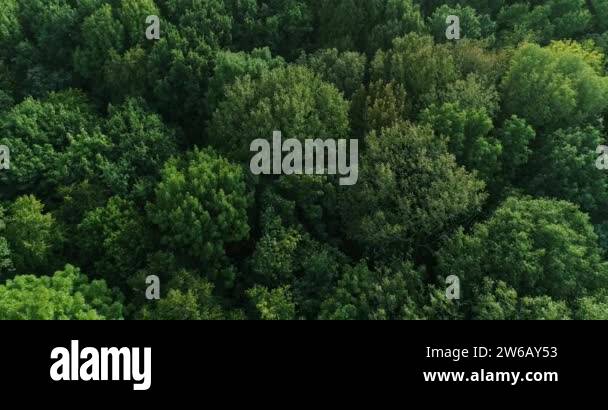 Flyover forest view Stock Videos & Footage - HD and 4K Video Clips - Alamy