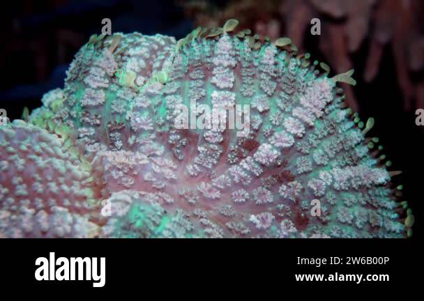 Anemone mushroom coral Stock Videos & Footage - HD and 4K Video Clips ...