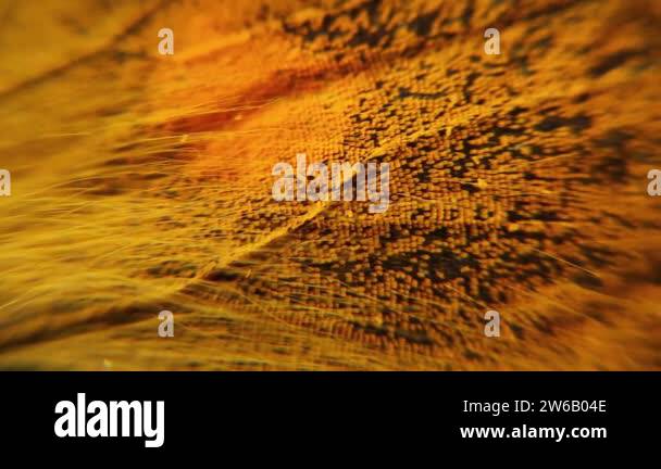 Moth scale under microscope Stock Videos & Footage - HD and 4K Video ...