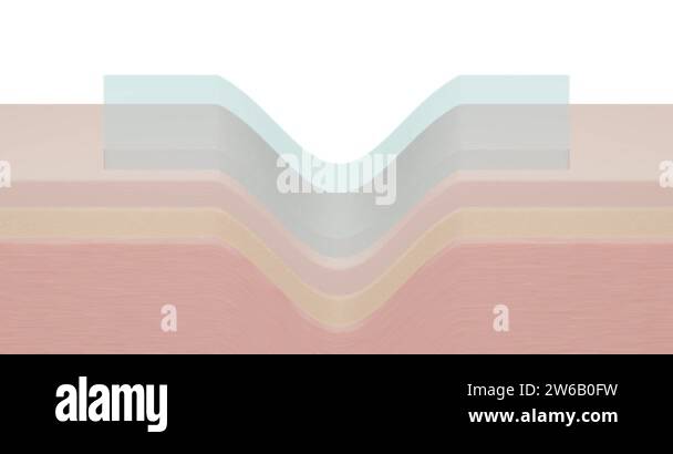 3d animation rendering orthographic projection of the anatomy of the ...