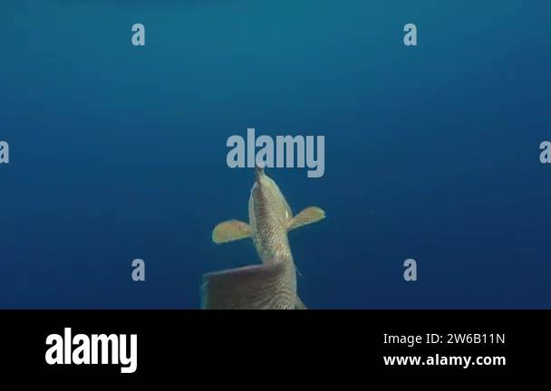 Grouper fish seychelles Stock Videos & Footage - HD and 4K Video Clips ...