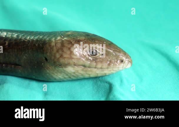 European glass lizard isolated on a green background. Legless lizard ...
