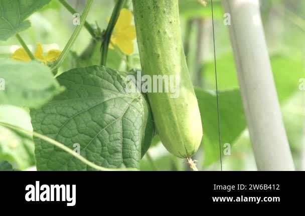 Cucumber tree tree Stock Videos & Footage - HD and 4K Video Clips - Alamy