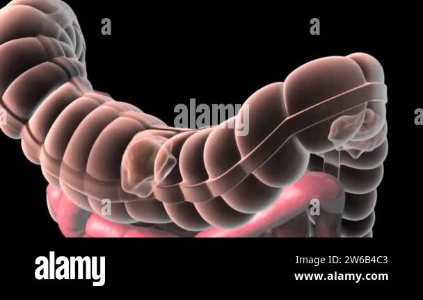 Anatomy of Human Male Colon on Futuristic Medical Interface dashboard ...