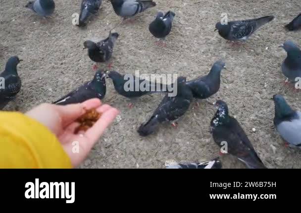 Pigeons collect crumbs on the ground. Feeding pigeons with slices of ...