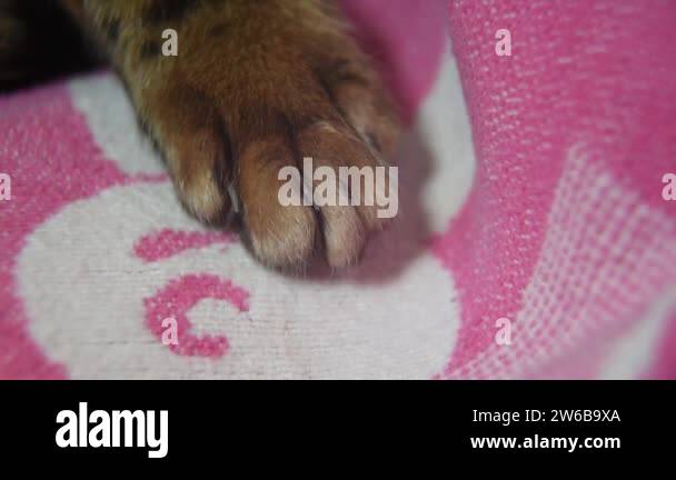 Sharp cats claw paw Stock Videos & Footage - HD and 4K Video Clips - Alamy