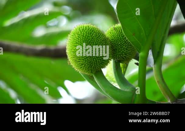 Artocarpus camansi (Also breadnut, Moraceae, breadfruit, Artocarpus ...