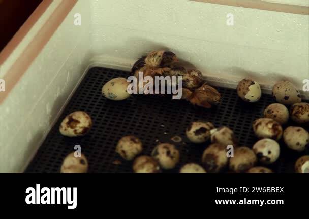 the hatching of quails from eggs. Chicks in the incubator. Breeding ...