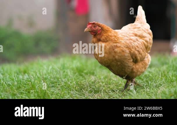 Chicken feeding on traditional rural barnyard. Hens on barn yard in eco ...
