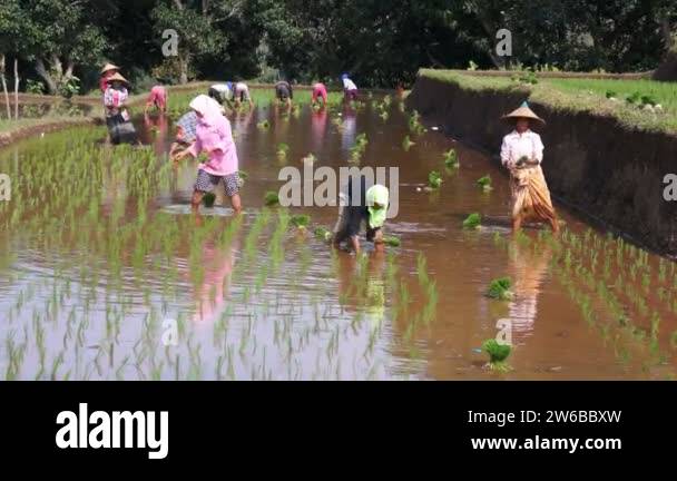 Plant geography Stock Videos & Footage - HD and 4K Video Clips - Alamy