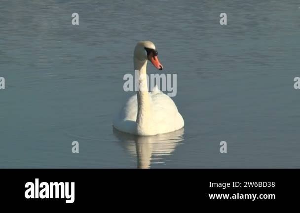 Floating swan Stock Videos & Footage - HD and 4K Video Clips - Alamy