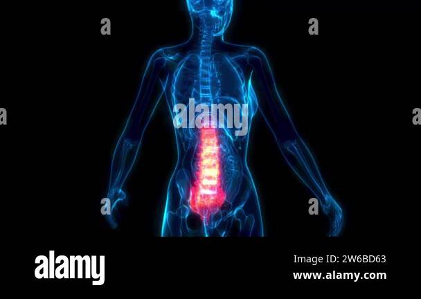 Lumbar, bottom zone of backbone on x ray scan of body Stock Video ...
