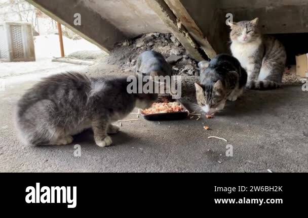 Homeless street cats eat food under the stairs. One cat is guarding the ...