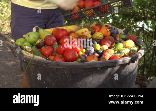 A farmer throws rotten vegetables and fruits into a compost heap. Food ...