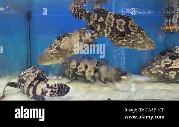 Grouper aquarium Stock Videos & Footage - HD and 4K Video Clips - Alamy