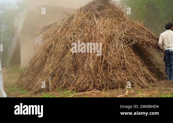 Super slow motion footage, Farmers Cutting dry Plants of Sorghum or ...