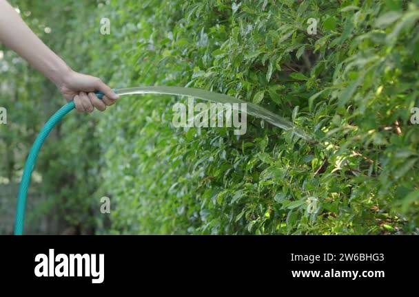 Watering tree. Woman arms are using water spraying hoses. Woman ...