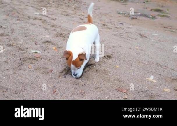 Paws and tail Stock Videos & Footage - HD and 4K Video Clips - Alamy