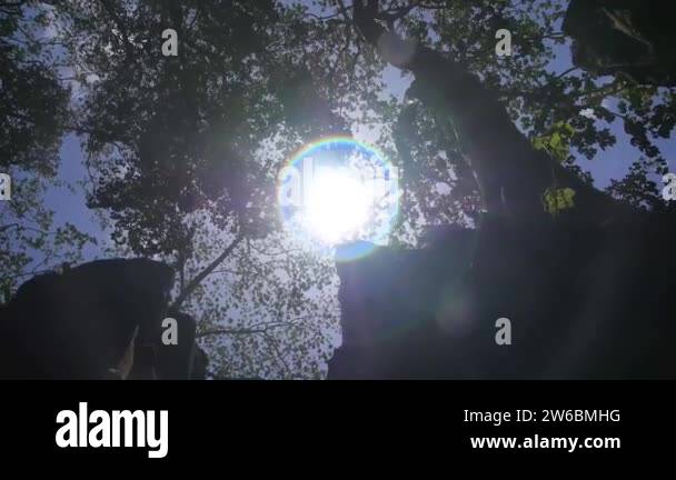 Sun ray through tree branches Stock Videos & Footage - HD and 4K Video ...