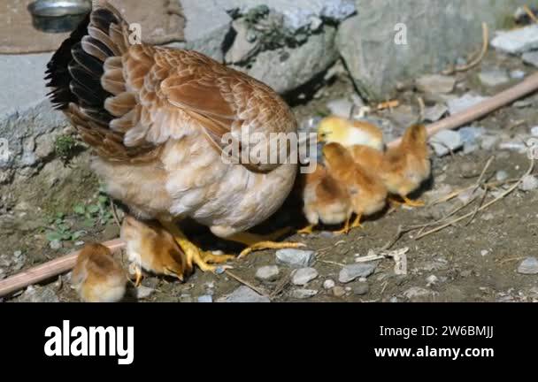 Hen chicken street Stock Videos & Footage - HD and 4K Video Clips - Alamy