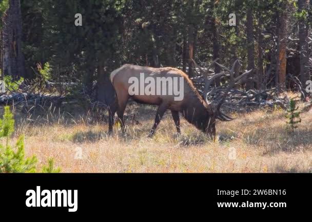 Elk yellowstone eating trees Stock Videos & Footage - HD and 4K Video ...