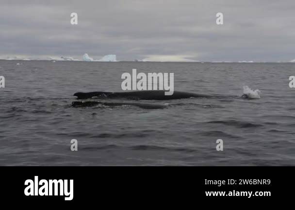 Humpback whale logging Stock Videos & Footage - HD and 4K Video Clips ...