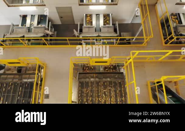 corn. corn seeds production. Corn processing factory. an enterprise for ...