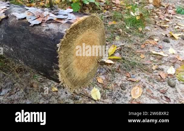 Summer cut out Stock Videos & Footage - HD and 4K Video Clips - Alamy