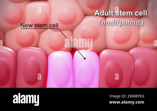 Stem cells for human heart Stock Videos & Footage - HD and 4K Video ...