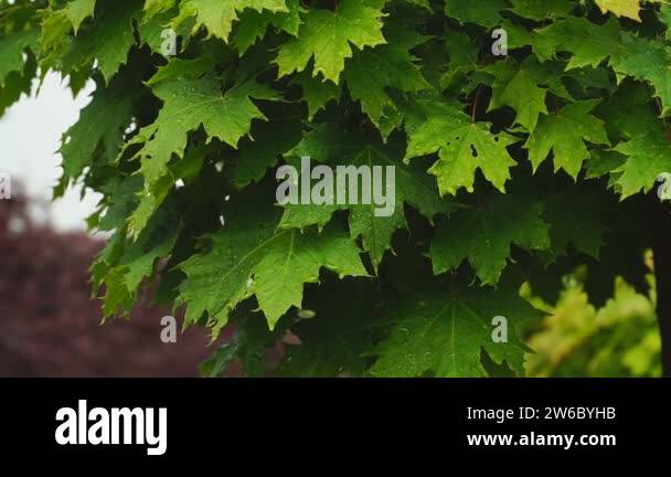 Rain tree leaves Stock Videos & Footage - HD and 4K Video Clips - Alamy