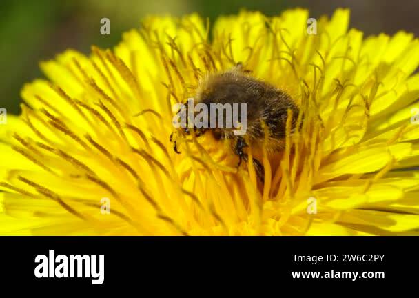 Macro shaggy chanterelle beetle Pygopleurus vulpes feeds on pollen and ...