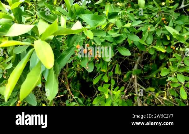 Fragrant manjack Stock Videos & Footage - HD and 4K Video Clips - Alamy