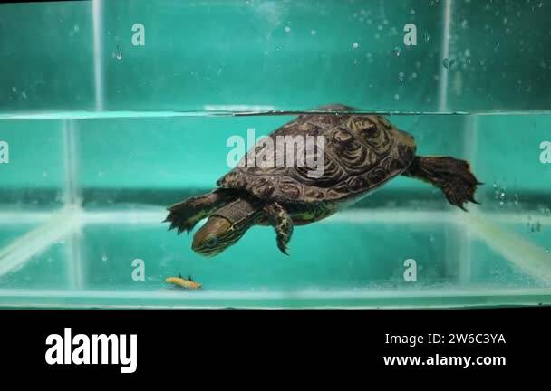 Turtle eating mealworm underwater. reptile as a pet, tortoise. reptiles ...