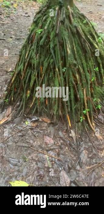 Strange tree roots in forest in Costa Rica, Central America. Known as ...