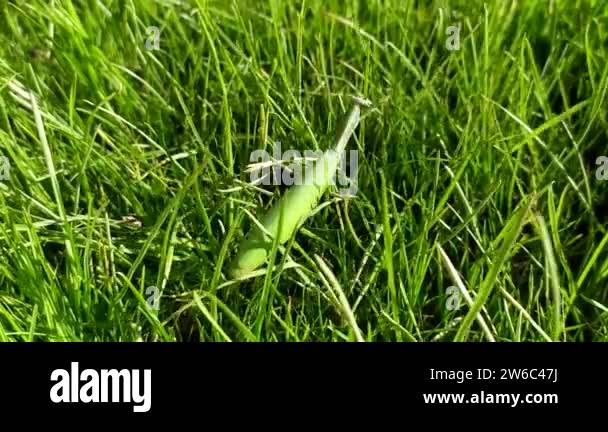 Lawn insect Stock Videos & Footage - HD and 4K Video Clips - Alamy